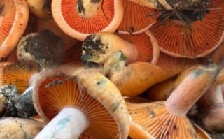 松树菇图片大全_如何分辨野生松树菇