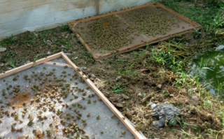 青蛙养殖亩产量多少斤_青蛙养殖亩产量一般能达到多少