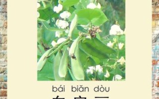 药用白扁豆长什么样_如何辨别真假