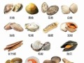 贝壳类海鲜有哪些_如何挑选最新鲜的贝壳