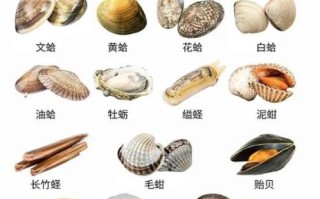 贝壳类海鲜有哪些_如何挑选最新鲜的贝壳