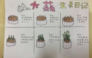 大蒜生长五个阶段照片_如何识别每个阶段