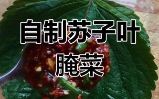 苏子叶怎么腌制好吃_苏子叶的家常做法大全