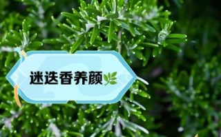 迷迭香的功效与作用_迷迭香怎么用效果最好