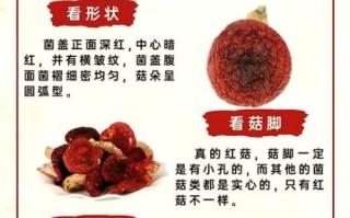 红菇怎么辨别真假_红菇真假鉴别方法