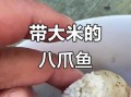 八爪鱼的大米是什么_八爪鱼大米真的存在吗