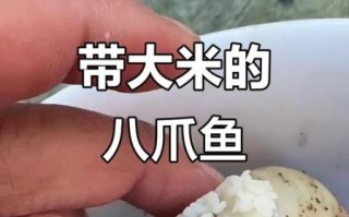 八爪鱼的大米是什么_八爪鱼大米真的存在吗