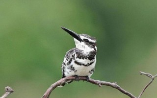 斑鱼狗名字由来_为什么叫斑鱼狗