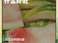 西瓜皮可以吃吗_西瓜皮的功效与作用