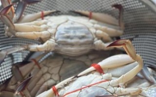 梭子蟹蒸几分钟_清蒸梭子蟹最佳时间