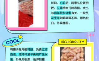 鸡睾丸和鸡肾的区别图_哪个部位更补