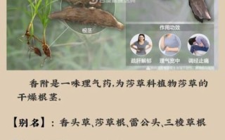 香附的功效与作用_香附主治哪些病