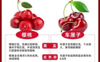 车厘子和大樱桃是一样的吗_区别在哪里