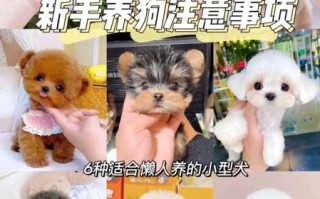 懒人适合养什么宠物_12种超省心萌宠推荐