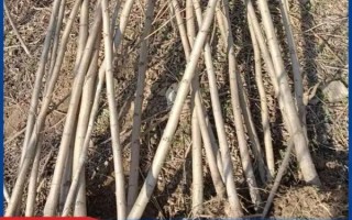 刺槐树苗多少钱一棵_刺槐树苗价格影响因素
