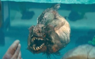 史前最恐怖的10种鱼_它们真的灭绝了吗