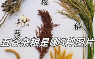五谷是什么_五谷指哪五种粮食