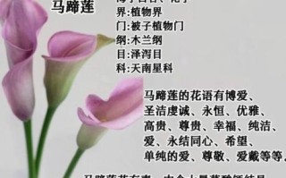 马蹄莲花语是什么_马蹄莲寓意及象征