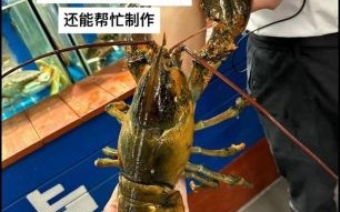 波斯顿龙虾多少钱一斤_波斯顿龙虾价格走势