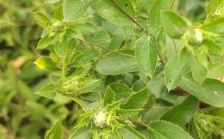 苍术药材图片长什么样_如何辨别真假苍术