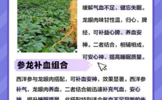 龙眼肉和西洋参一起蒸的功效_适合什么人吃