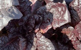 莙达菜图片_莙达菜长什么样