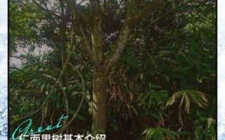 仁面树是什么树_仁面树种植几年结果