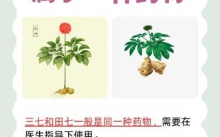 田七和三七有什么区别吗_田七与三七功效差异