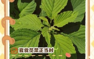 苋菜孕妇能吃吗_孕妇吃苋菜会滑胎吗