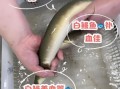 白鳗鱼是什么鱼_白鳗鱼多少钱一斤
