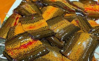 鳝鱼图片大全大图_鳝鱼摆盘怎么摆好看