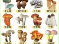 蘑菇种类大全_如何识别可食用蘑菇