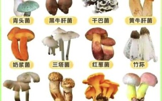 蘑菇种类大全_如何识别可食用蘑菇