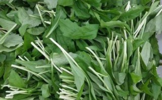 马兰头多少钱一斤_马兰头价格为什么波动大