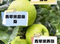 青苹果的功效与作用_青苹果能减肥吗