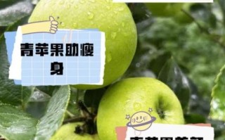 青苹果的功效与作用_青苹果能减肥吗