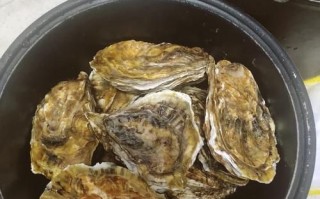生蚝怎么处理干净_生蚝清洗的正确步骤