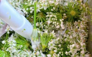 韭菜花酱怎么做_家庭自制保存技巧