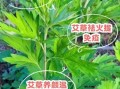 艾草叶的功效与作用_艾草叶怎么使用