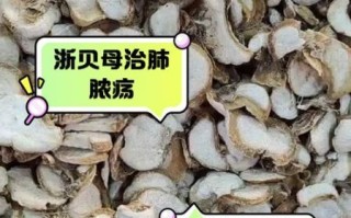 贝母是什么_贝母的功效与作用