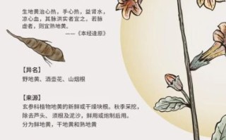 生地黄的功效与作用_生地黄怎么吃效果最好 生地黄的功效与作用_生地黄怎么吃效果最好