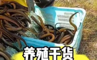 黄鳝鱼养殖方法_黄鳝鱼养殖技术要点