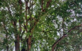 酸角树图片_如何识别酸角树