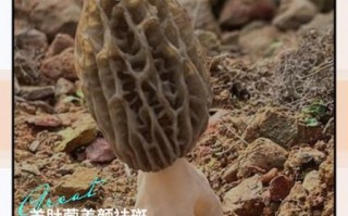 羊肚的功效与作用禁忌_羊肚什么人不能吃