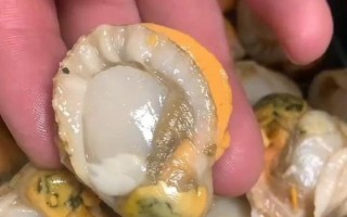裙边扇贝肉怎么清洗_裙边扇贝肉清洗方法