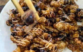 葫芦包蜂学名是什么_葫芦包蜂学名由来