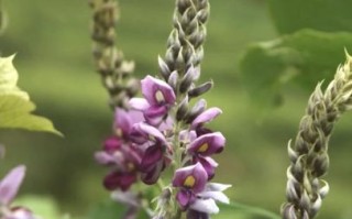 葛花长什么样_葛花图片怎么识别