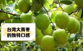 大青枣的功效与作用_大青枣热量高吗