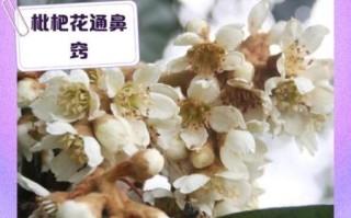 枇杷花泡水喝的功效与禁忌_枇杷花适合什么人喝