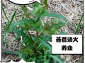 苦苣怎么种_苦苣营养价值高吗